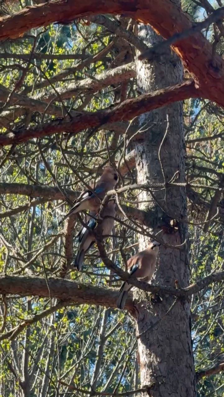 Разговор соек  - заметки из жизни Кисловодского парка