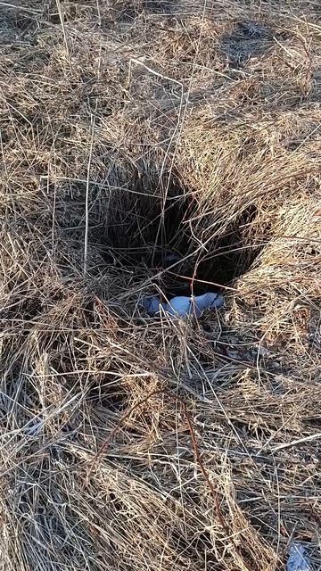 Осторожно Старый колодец #shorts #осторожно #старыйколодец #другаяжизнь #metaldetecting