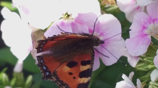Не пропустить ни одного цветка. Бабочка и пчела