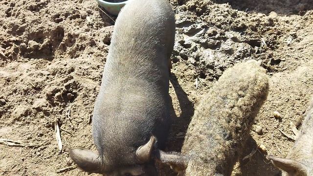 Оставили себе самых маленьких поросят из первого помета. Пусть растут потихоньку.