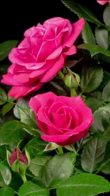 Красота в глазах смотрящего 2