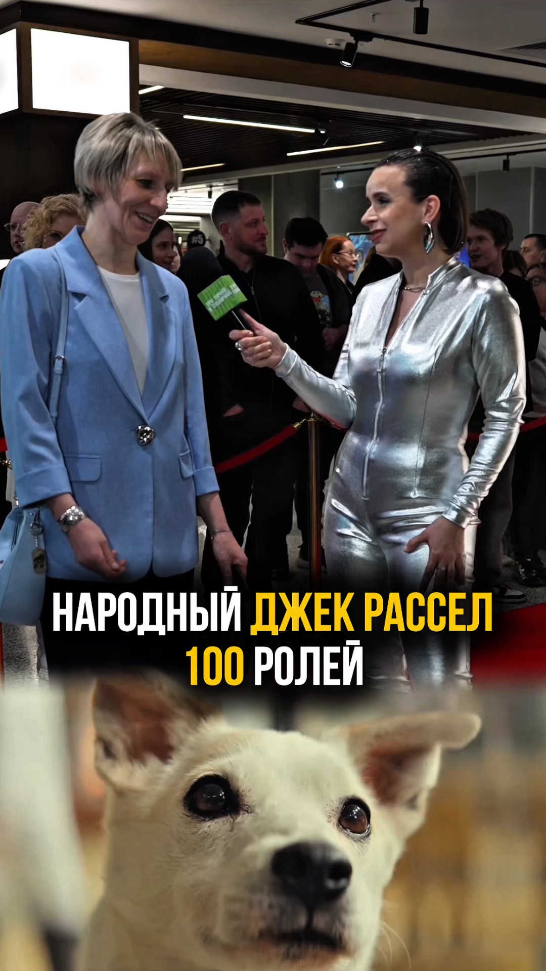 Народная собака - Джекс Рассел Нэк и более 100 ролей в кино. Моя собака - космонавт