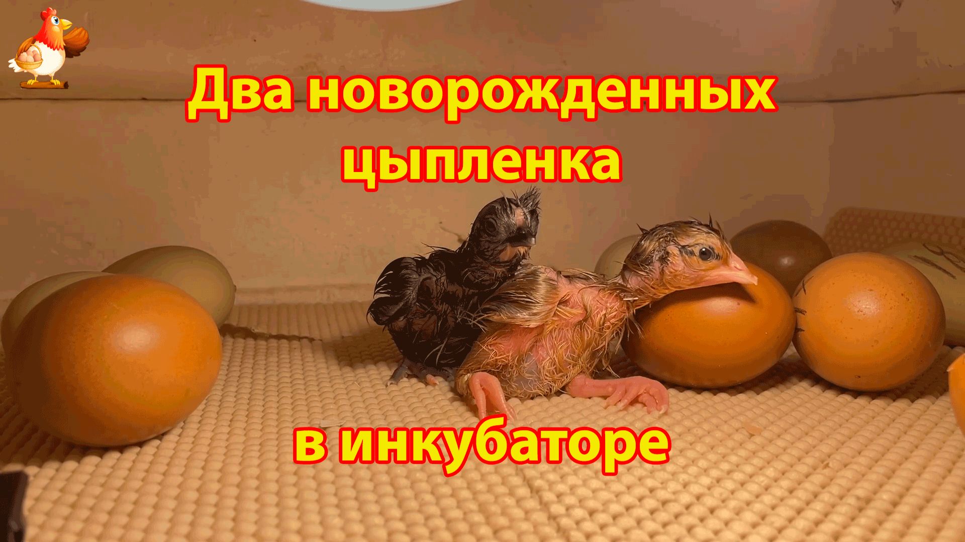 Два новорожденных цыпленка