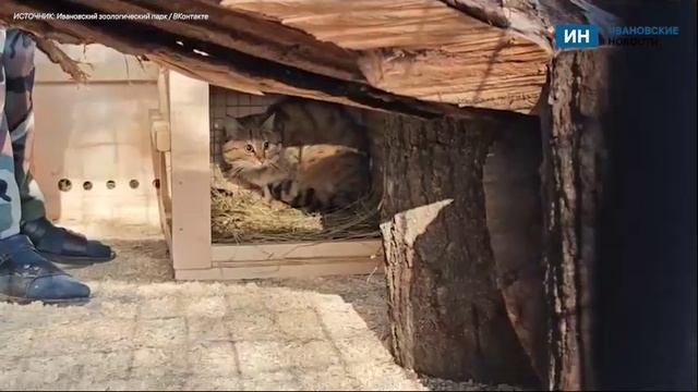 В Ивановском зоопарке поселились редкие кошки