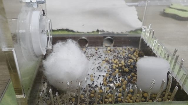 Жизнь муравьёв. 13 серия.