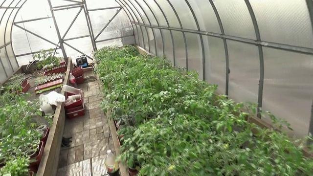 Почему я не сею томаты сразу по одному в стакан, а по 3 - 4 штуки 8.04.2026.