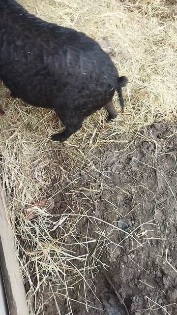 Ближе к опоросу Нюши Бекона переселили на дачу. Обустраивается зайчик мой)