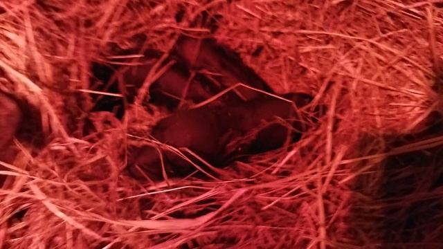 Сидим рожаем, скоро утро. Очень хочется спать уже. Первый опорос вьетнамской свинки.