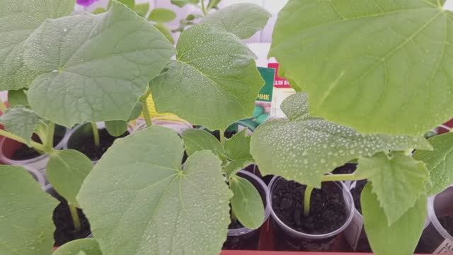 Рассада огурцов  для раннего урожая от 26 марта и как зацвела петуния