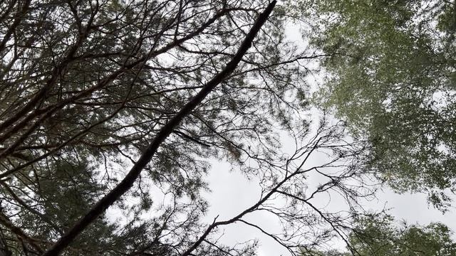 КРАСИВАЯ СОСНА