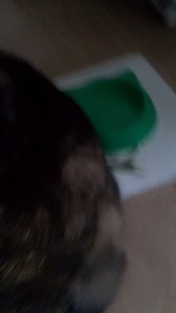 Кошка скучала по травке