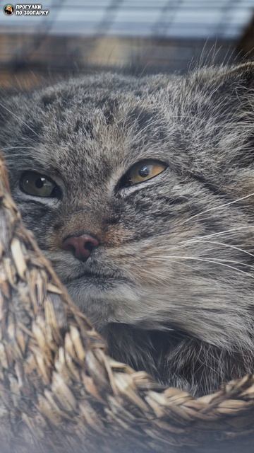 Манул Шу вернулся в любимый гамак! Ленинградский зоопарк