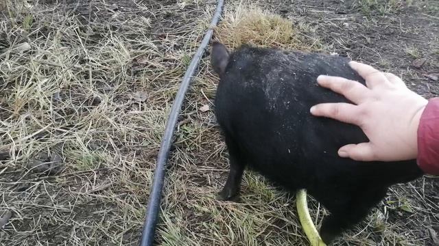 Любое животное можно приручить и самый простой способ - делать это с детства.