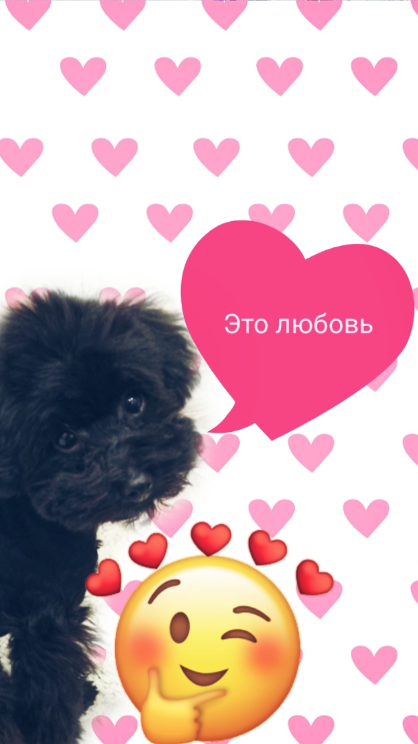 Собачка Айза и её любовь 😄