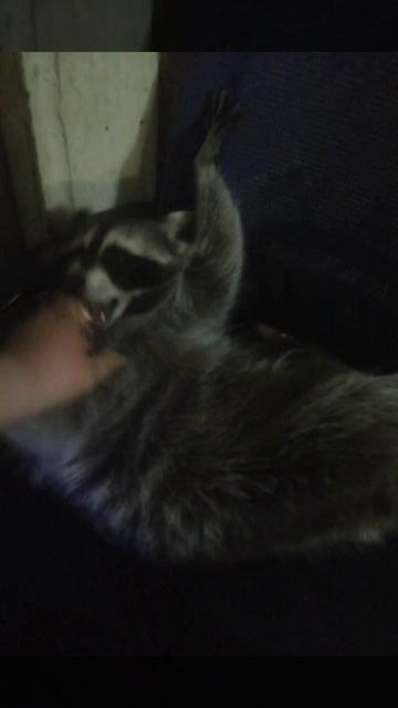 Как достать енота, не получив великий кусь) Фунтик на даче.