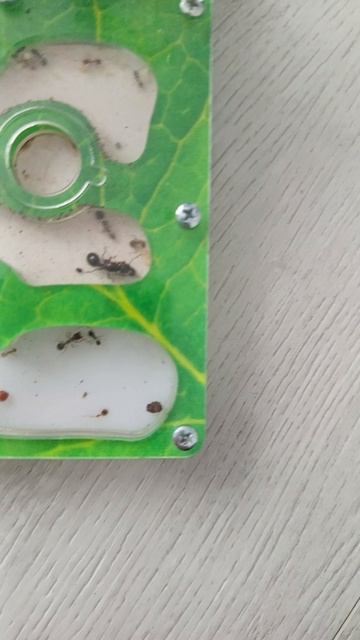 как мои муравьи живут.