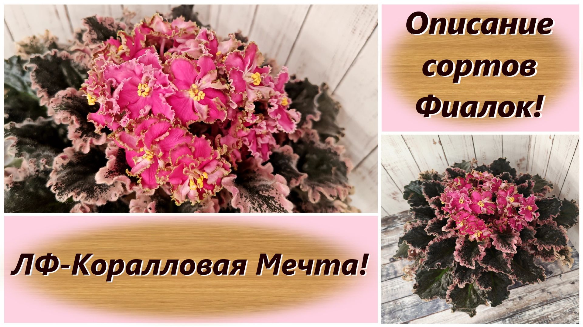 Описание сортов Фиалок! ЛФ-Коралловая Мечта!