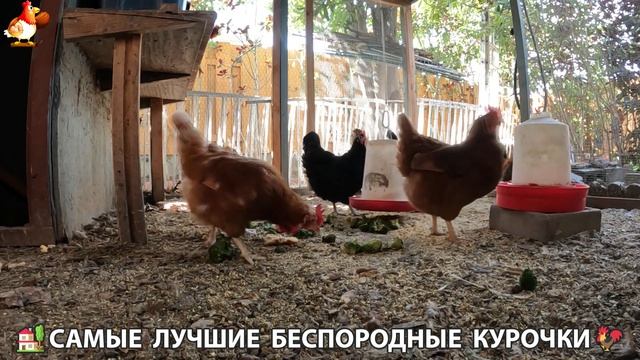 Цыплята и Курочки селяночки лучшие беспородные несушки 🥚 (464)