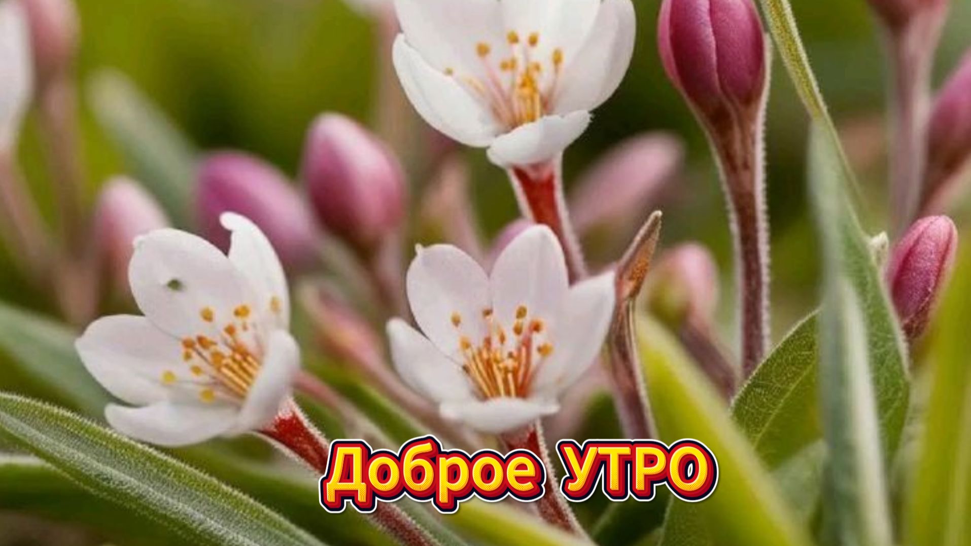 Доброе УТРО 🌸 Красивые открытки с добрым утром.
