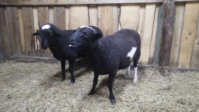 Как я завела овец: муж с другом купили овцу на шашлык,отжала и вот полгода спустя.