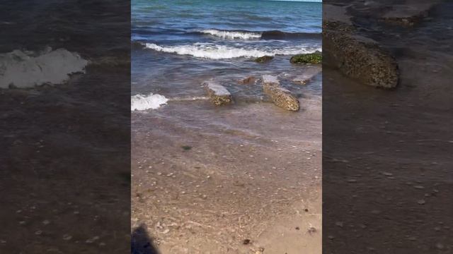 Калинково. Зеленоградск. Куршская коса. Рабочий