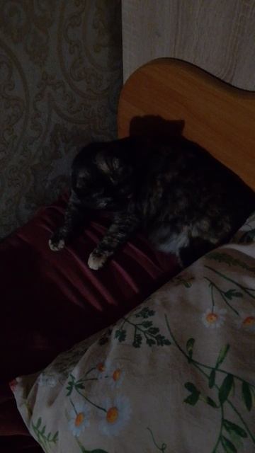 Хорошо устроилась 😃🤣🥰