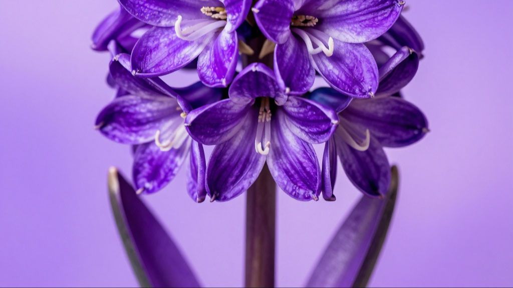 ЦВЕТОК Гиацинт 08-04-2026