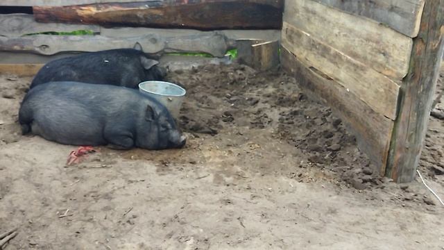 Незадолго до опороса. Бекон и Нюша.