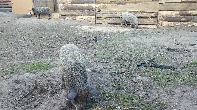 Венгерская пуховая мангалица