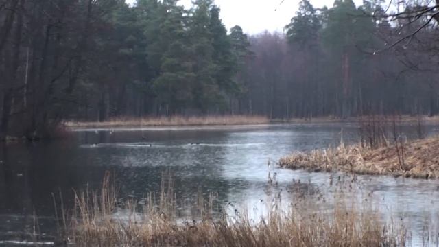 Первые птицы в парке Александрийском