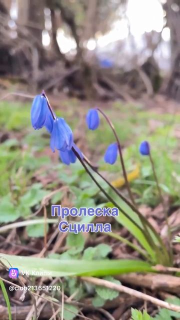 Удивительный первоцвет