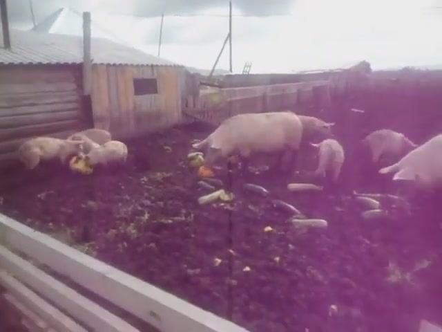 Россия голодает? Свиньи едят кабачки