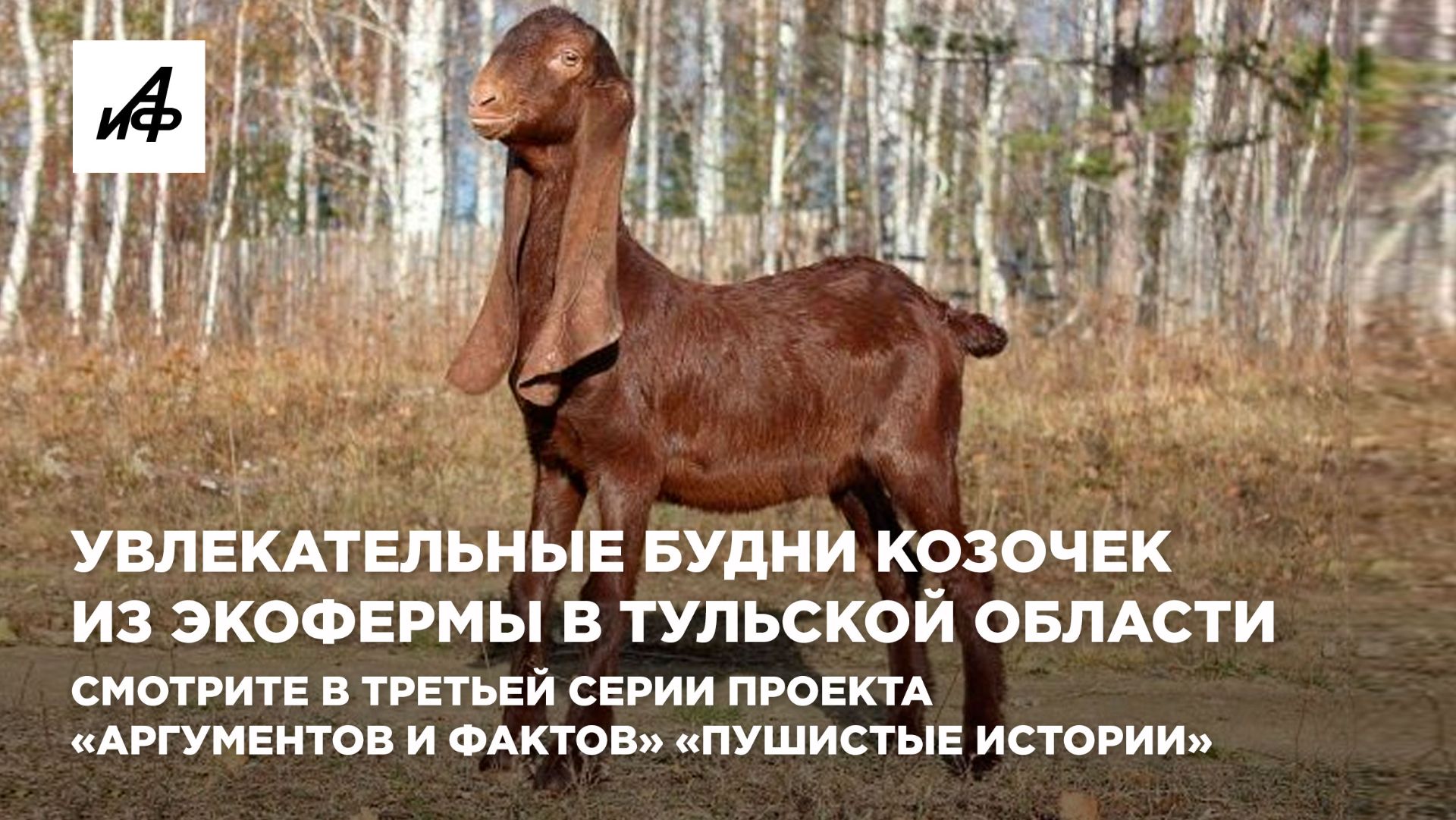 Увлекательные будни козочек из экофермы смотрите в третьей серии «Пушистые истории»