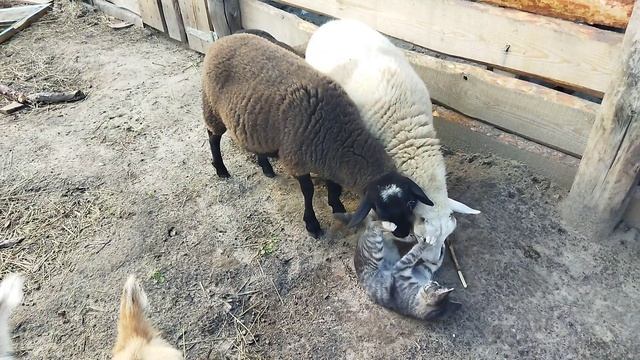 Овцы и котенок