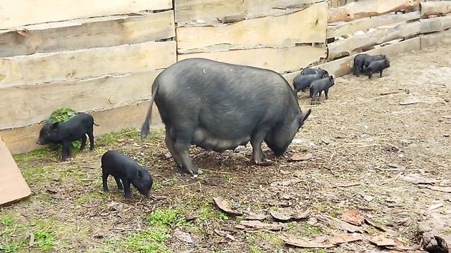 Вьетнамские вислобрюхие поросята. в загоне.