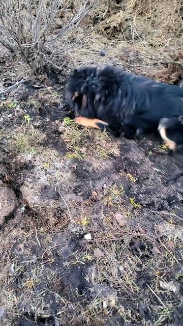 Аюна и Батыр вышли на охоту. Эксклюзив 🎬🐭