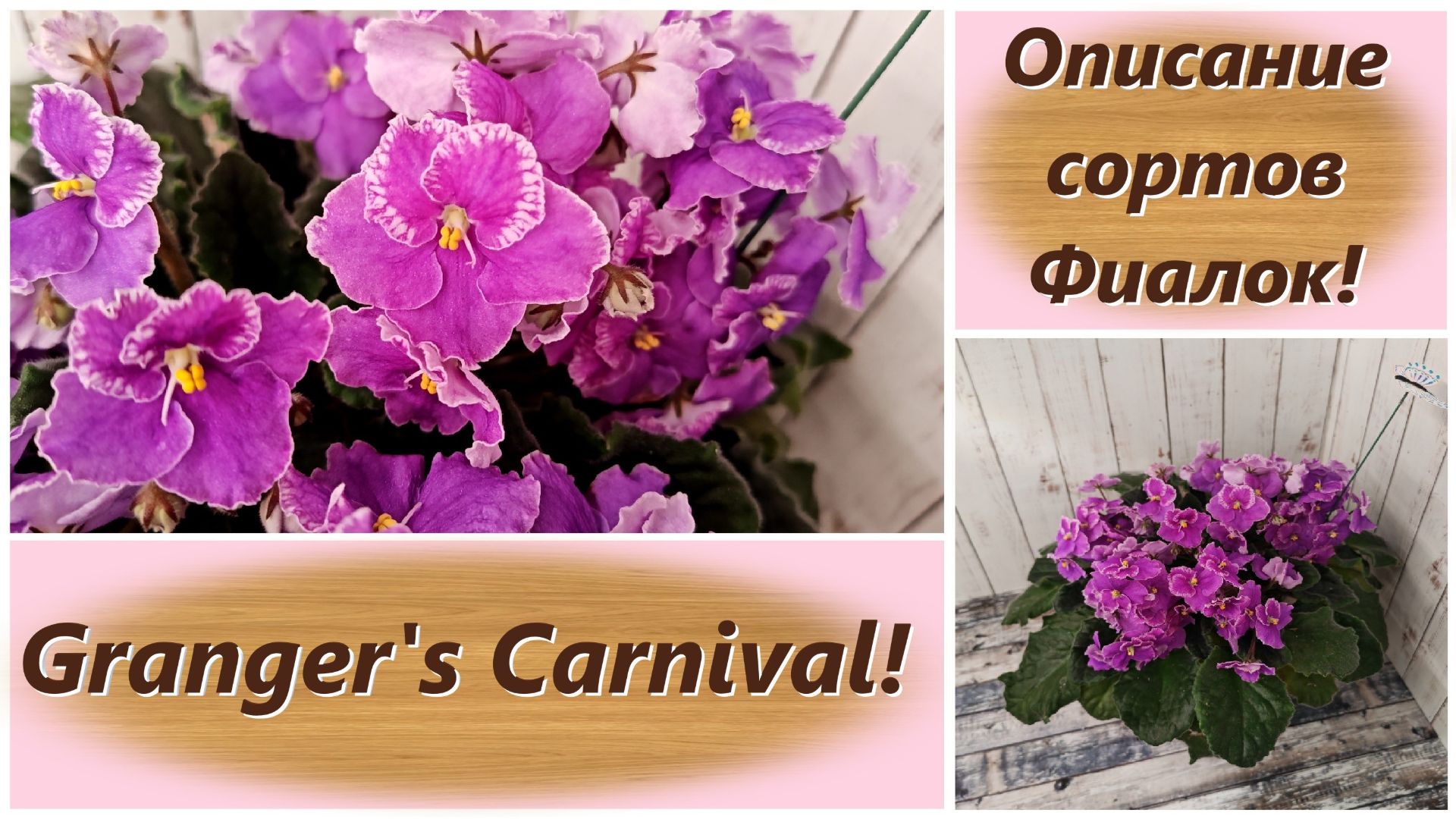 Описание сортов Фиалок! Granger's Carnival!