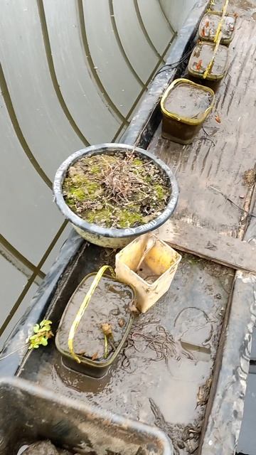 Начало сезона выращивания кувшинок 2026