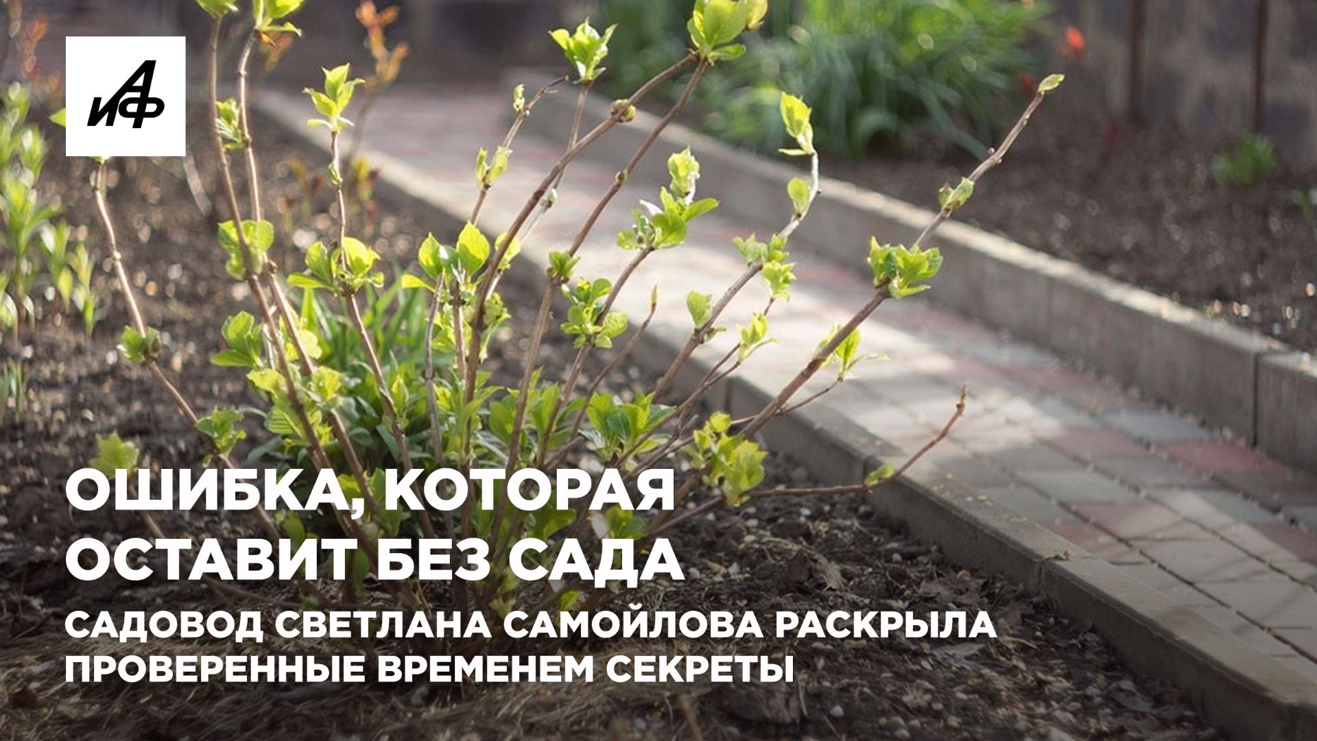 Ошибка, которая оставит без сада: садовод Светлана Самойлова раскрыла проверенные временем секреты