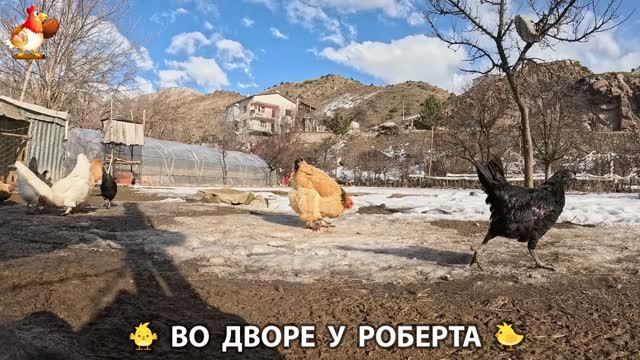 Содержание кур в домашних условиях и других птиц во дворе у Роберта 🐣🐤🦆🐔🪿🦃 (465)