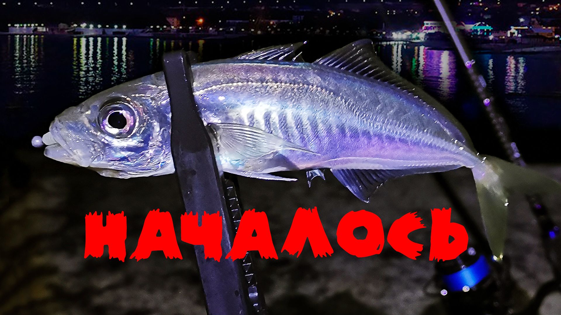 Рокфишинг на Чёрном море | Ставрида | Рыбалка с берега | Кабардинка