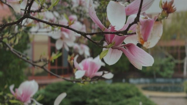 ц в е т у щ а я    м а г н о л и я