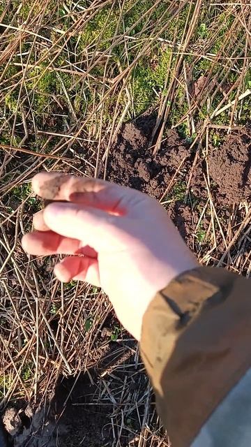 Монеты на склонах #shorts #монеты #склоны #metaldetecting #другаяжизнь