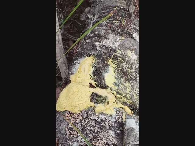 Слизевик (миксомицет, гриб собачьей рвоты) Slime mold (myxomycete, dog vomit fungus)