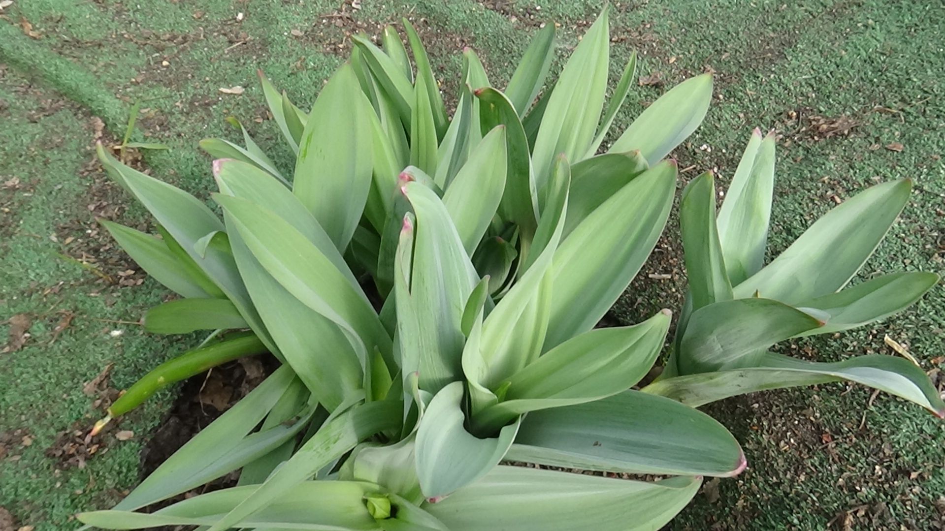 Первый урожай 2026 года - это лук Суворова! Как использую 8.04.2026.