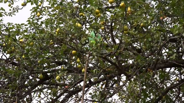 Деревенские мясные пороги Рецепты приготовления Видео рецепты пирога Деревенские рецепты