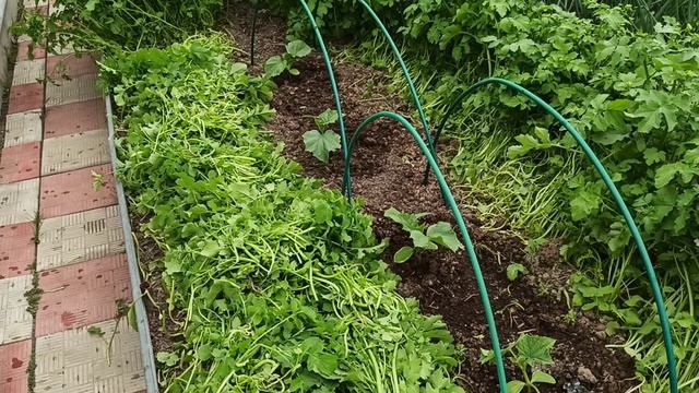 Сажаем огурцы в горчицу. Интересный способ выращивания огурцов.