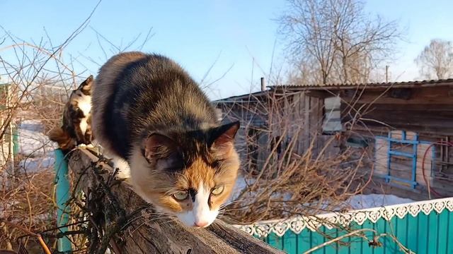 Ощепкова Полина. Золотое слово. К. Бальмонт