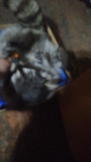 енот Фунтик на даче. Помогает наводить порядок в самых далеких уголках коридора.