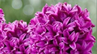 Цветок Гиацинт 08-04-2026